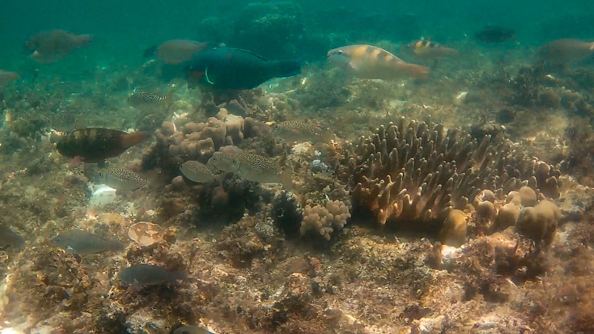 Tubod Marine Sanctuary Siquijor - A How-To Guide For Visitors | The ...